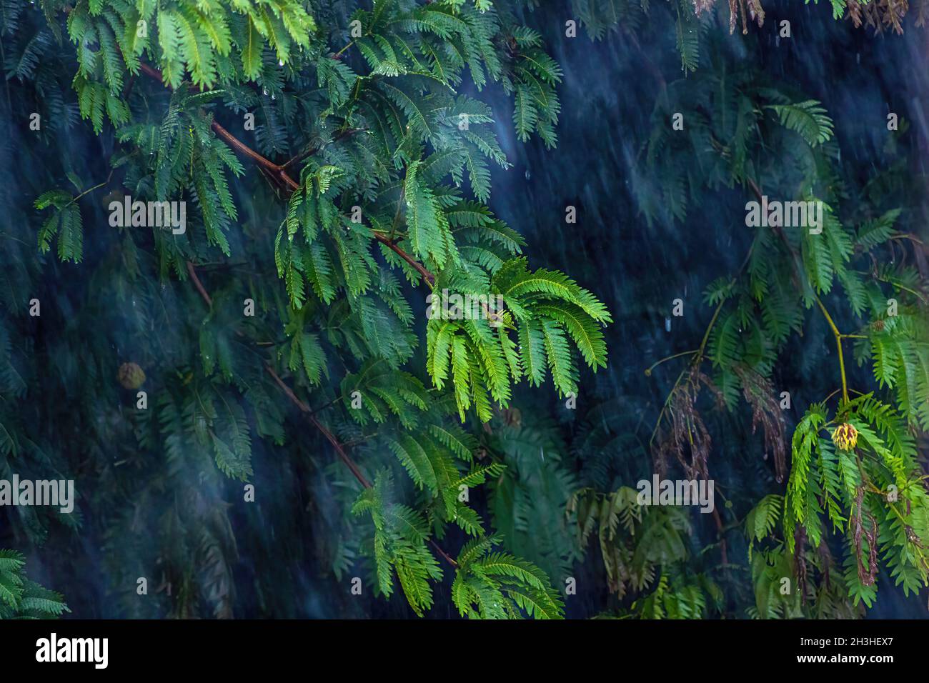 Rain tree plant leaves hi-res stock photography and images - Alamy