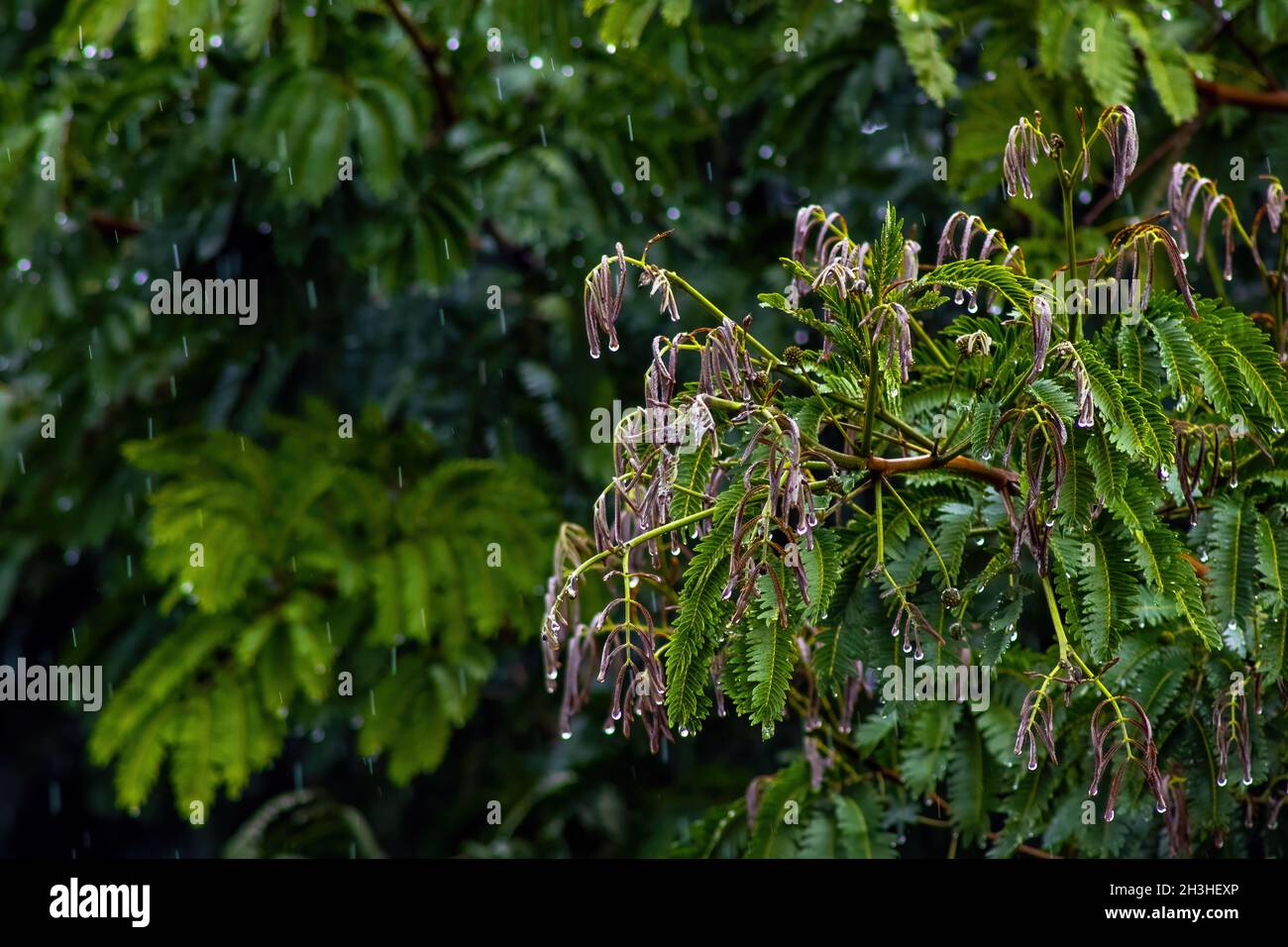 Leaves, Plants and Trees in the Rain Stock Photo - Alamy