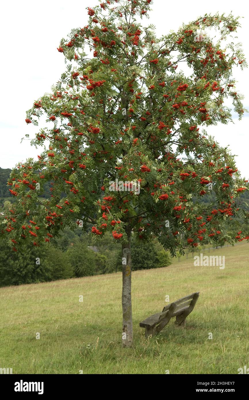 Rowan tree, Sorbus aucuparia Stock Photo - Alamy
