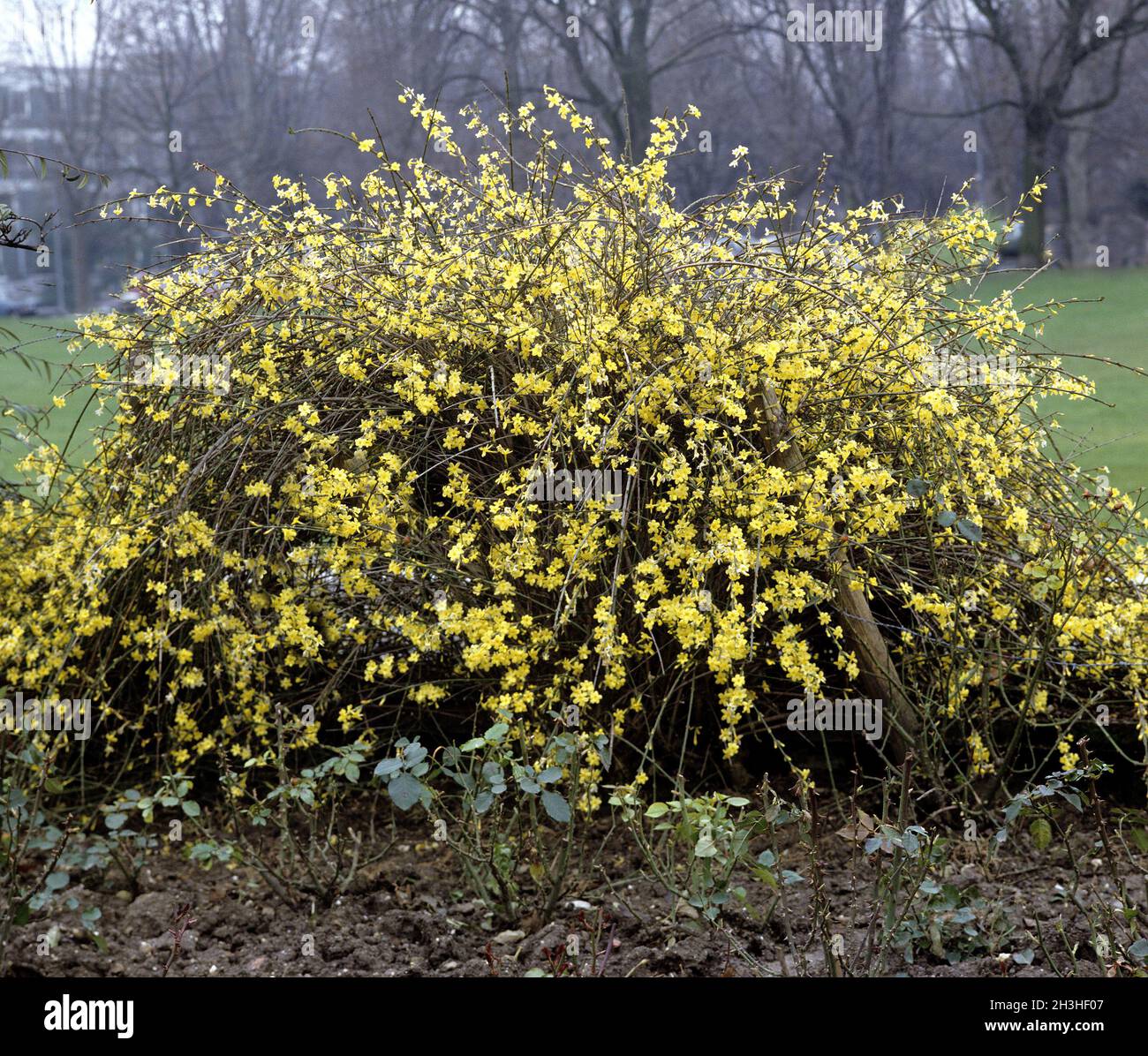Jasmine hedge hi-res stock photography and images - Alamy