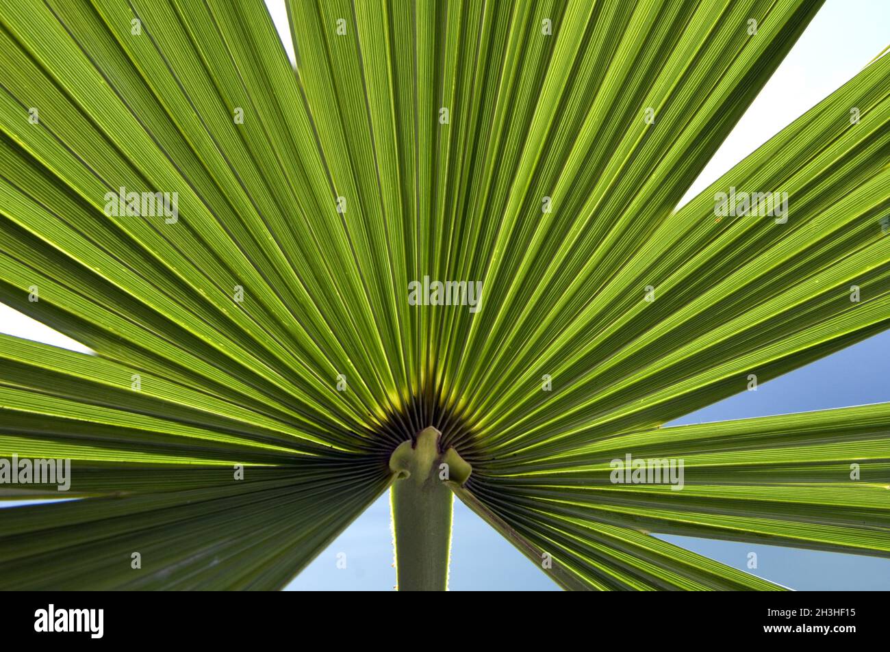 Hemp palm tree hi-res stock photography and images - Alamy