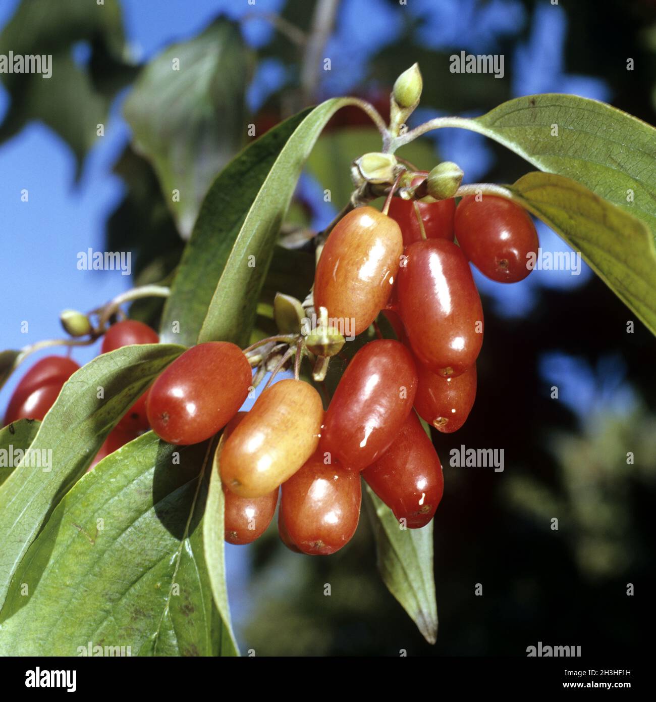 Cornelian cherry, Cornus mas Stock Photo - Alamy