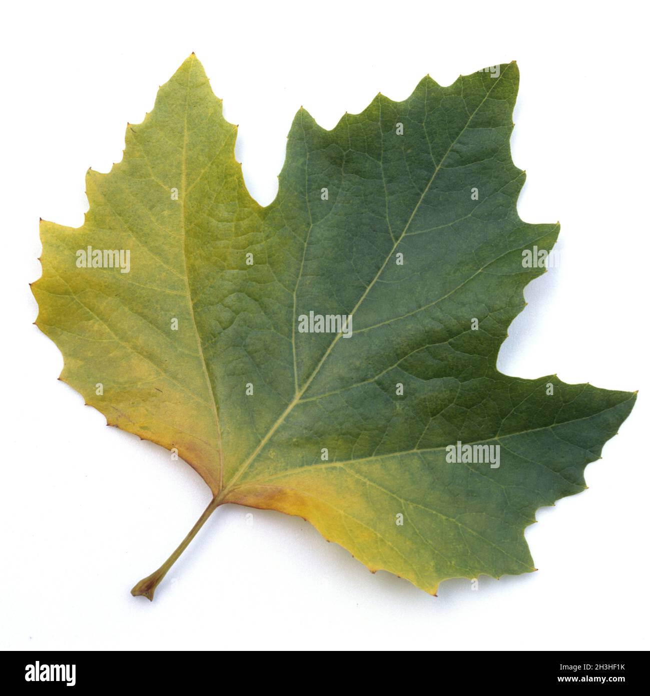 Cut leaf plane tree hi-res stock photography and images - Alamy