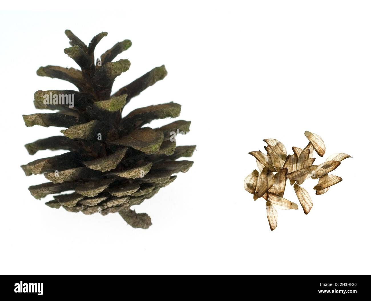 Pine cone, pine seed Stock Photo - Alamy