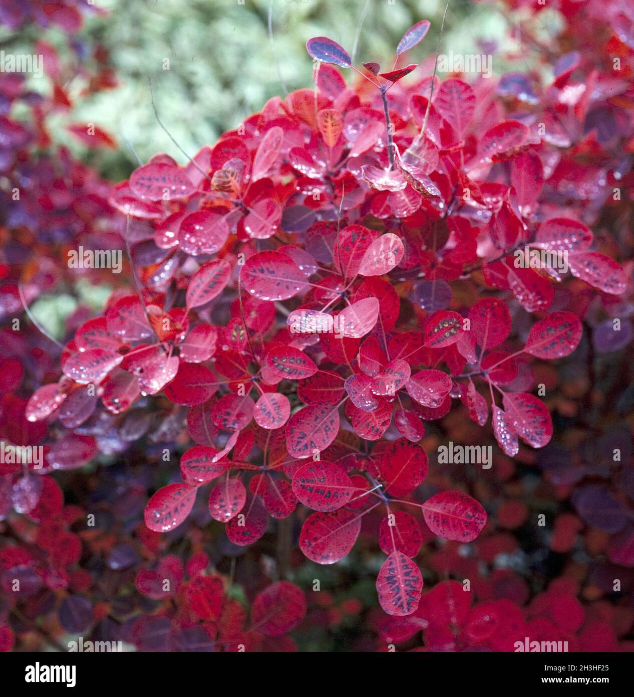 Peruvian corner shrub, Cotinus coggygria Stock Photo - Alamy