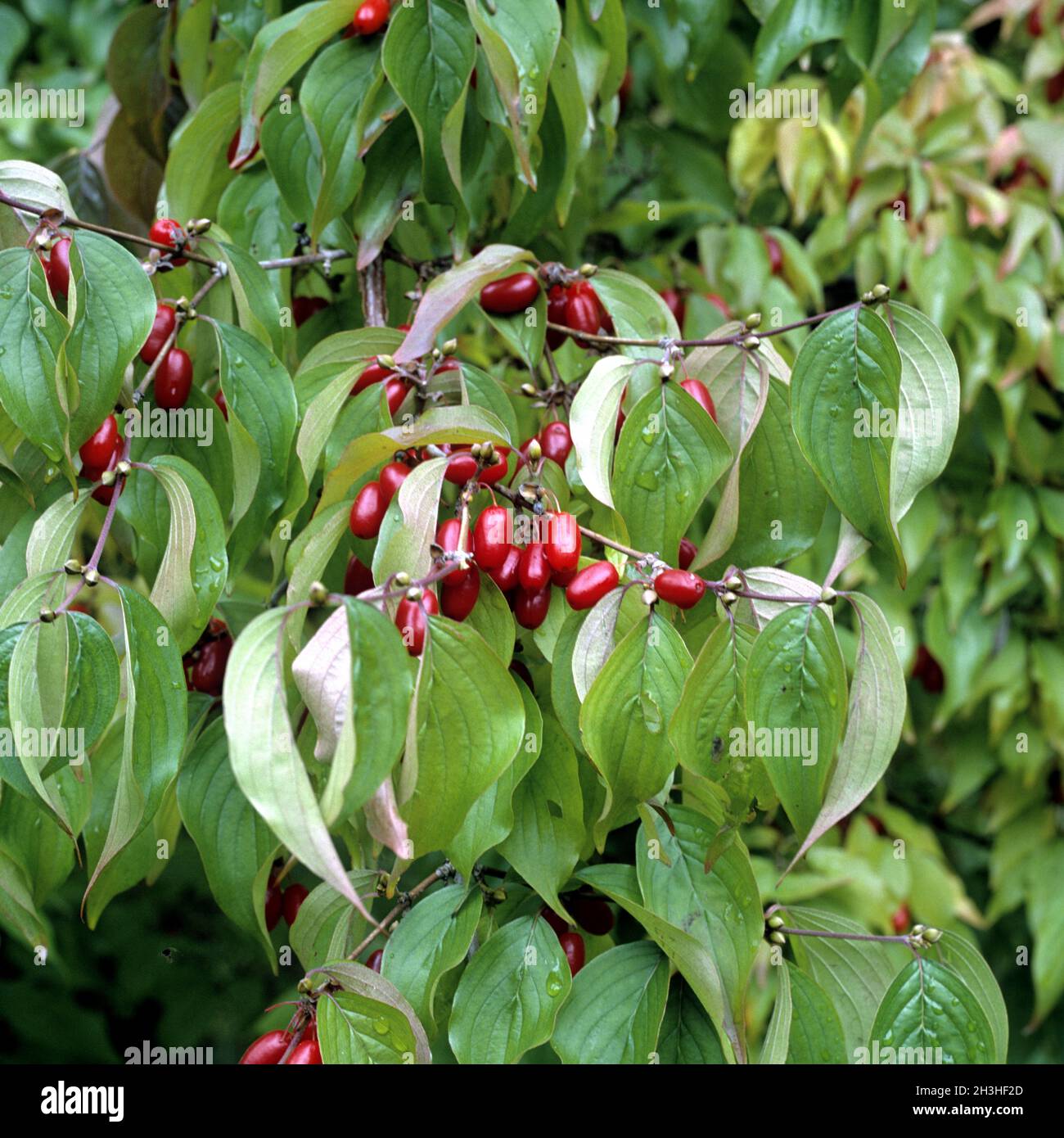 Cornelian cherry bush hi-res stock photography and images - Alamy