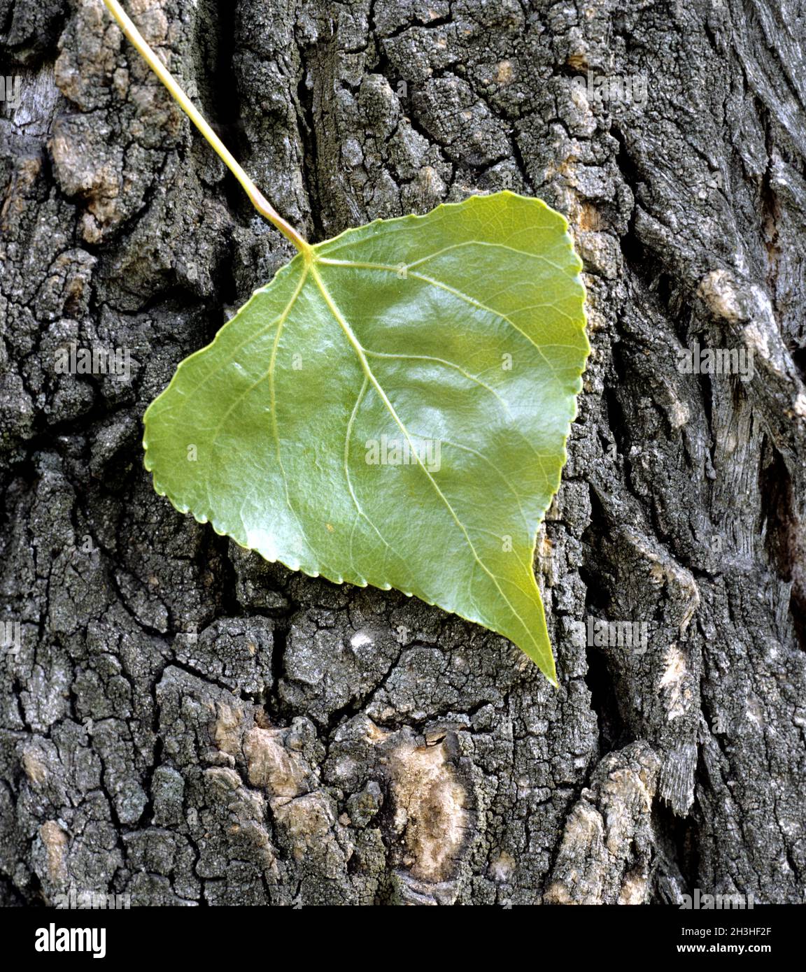 Black poplar aspen hi-res stock photography and images - Alamy