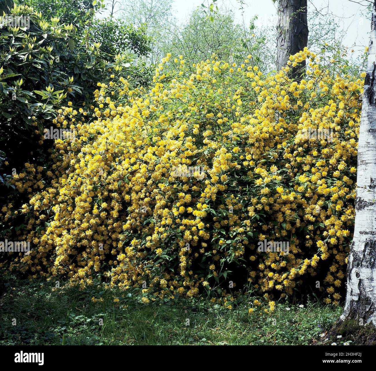 Ranunculus, Kerria japonica Stock Photo - Alamy