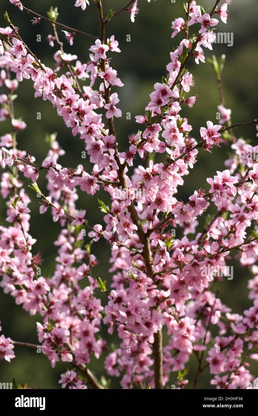 Apricot blossom, Prunus Stock Photo - Alamy