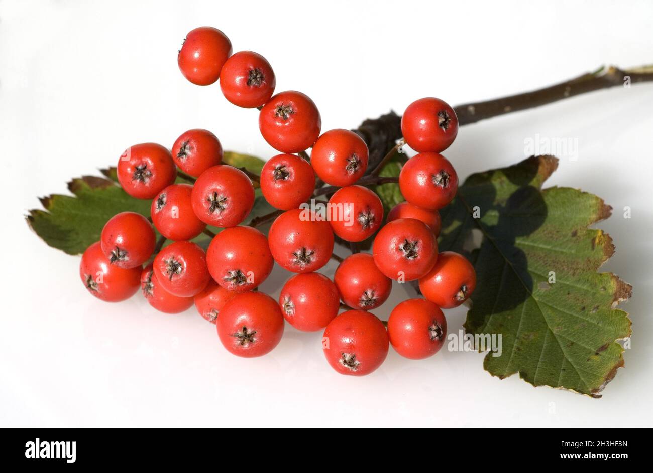 Mealberry tree hi-res stock photography and images - Alamy