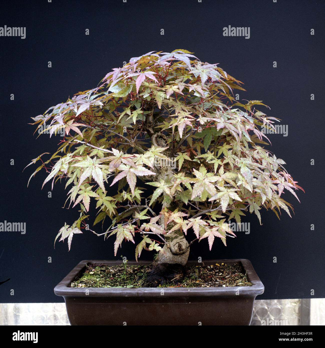 Zimmerbonsai hi-res stock photography and images - Alamy