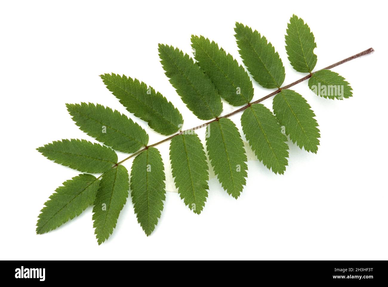 Black ash tree Cut Out Stock Images & Pictures - Alamy