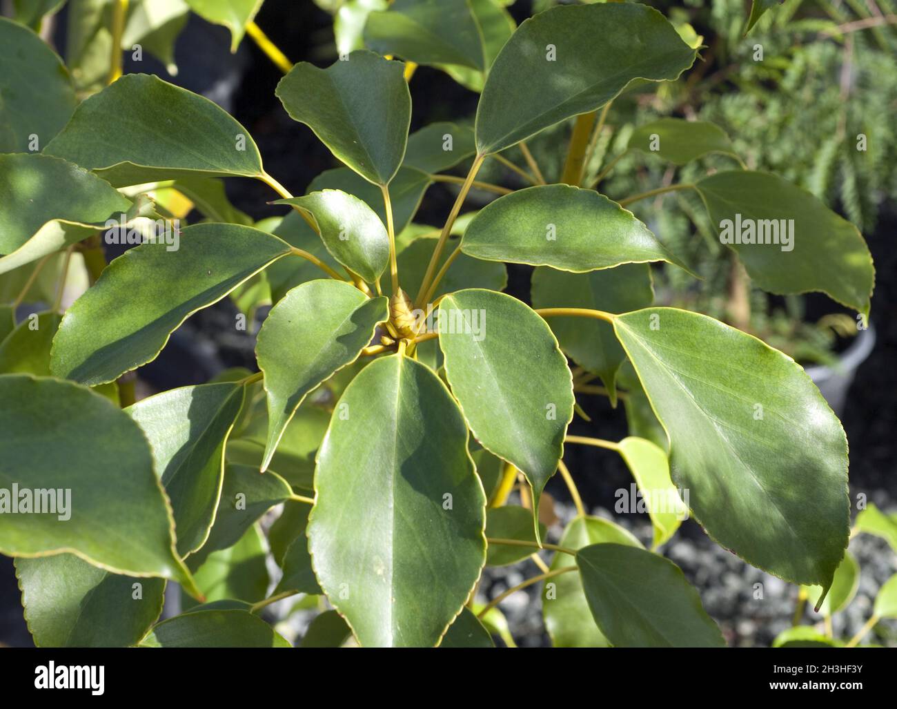 Wheel tree, trochodendron Stock Photo - Alamy