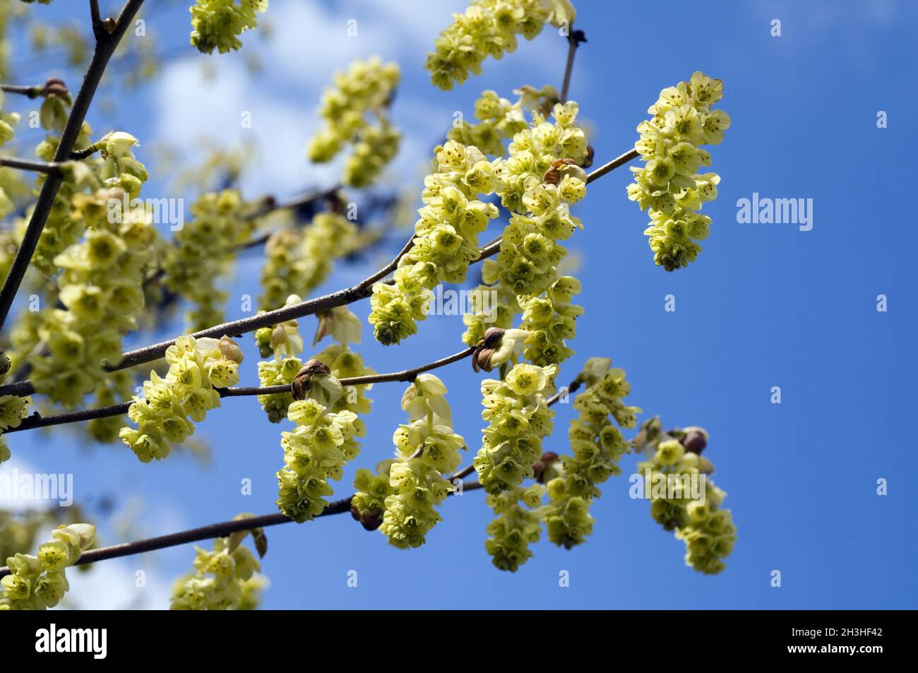 Chinese false hazel; Corylopsis sinensis Stock Photo - Alamy