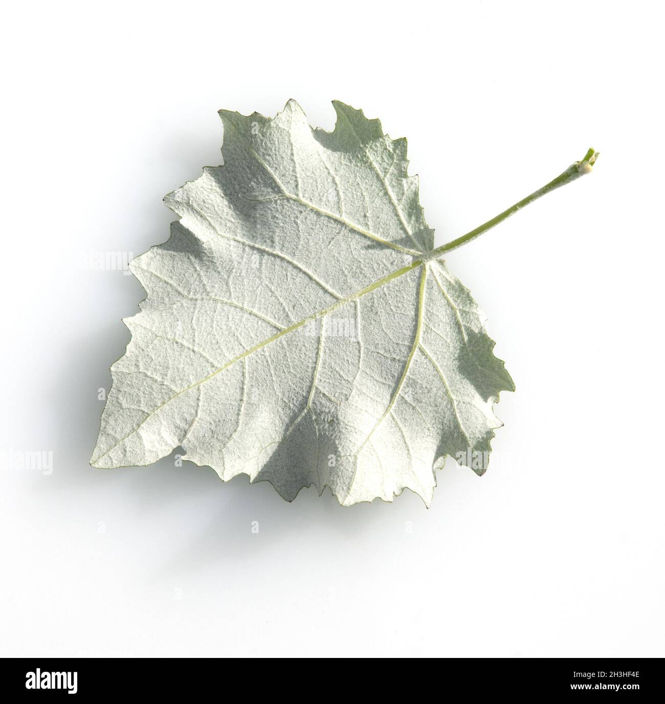 Leaf, Silver poplar, Populus alba Stock Photo - Alamy