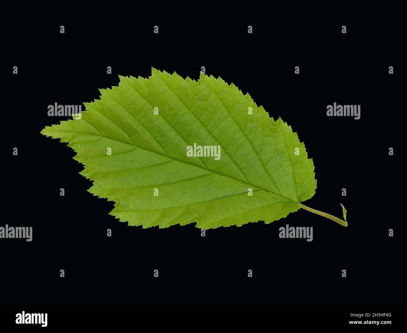 Hazel hedge garden hi-res stock photography and images - Alamy