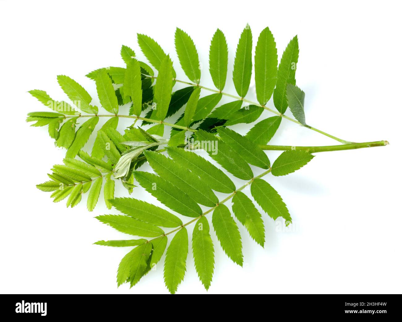 Speierling sorbus domestica hi-res stock photography and images - Alamy