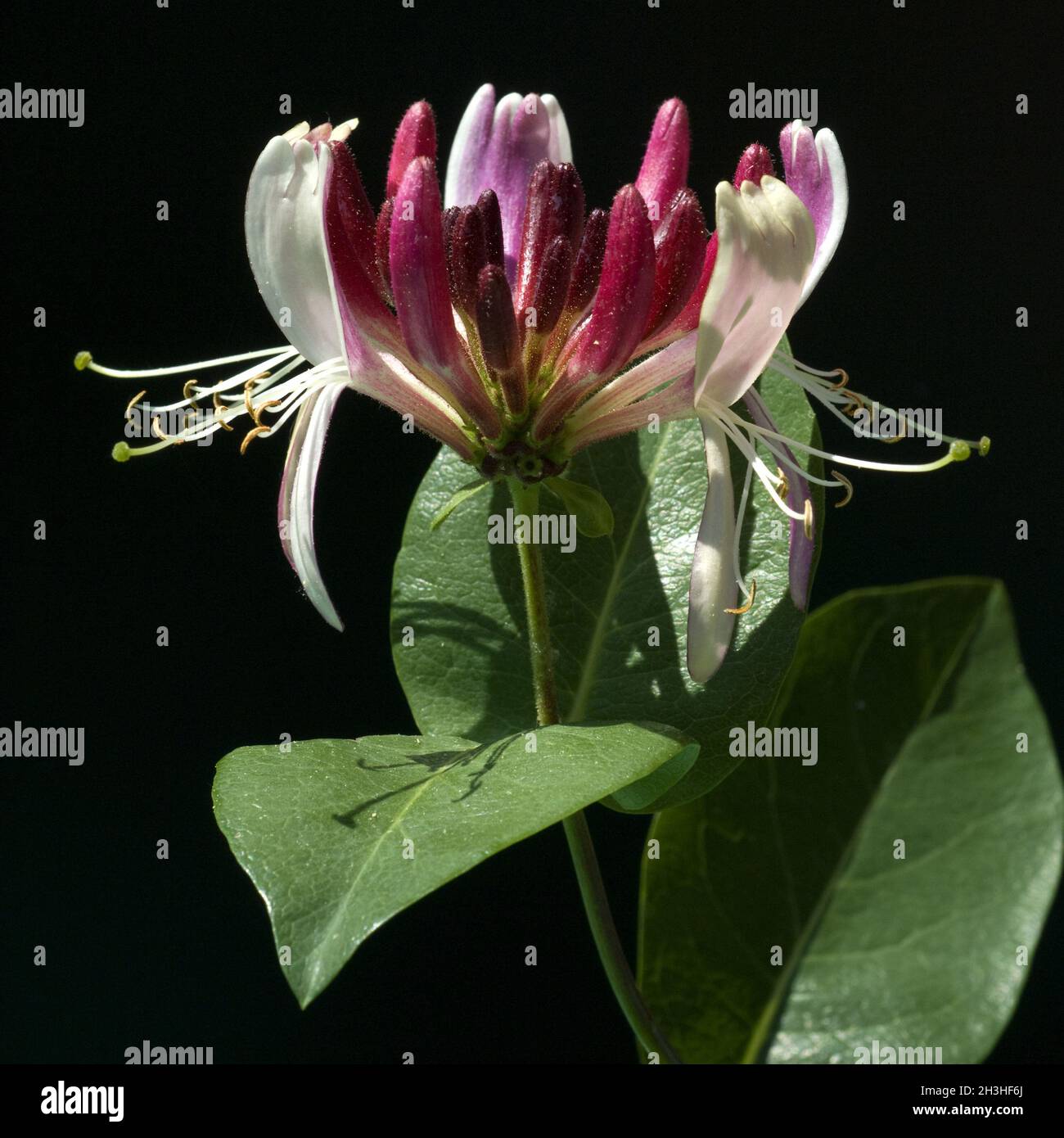 Honeysuckle; Lonicera caprifolium Stock Photo - Alamy