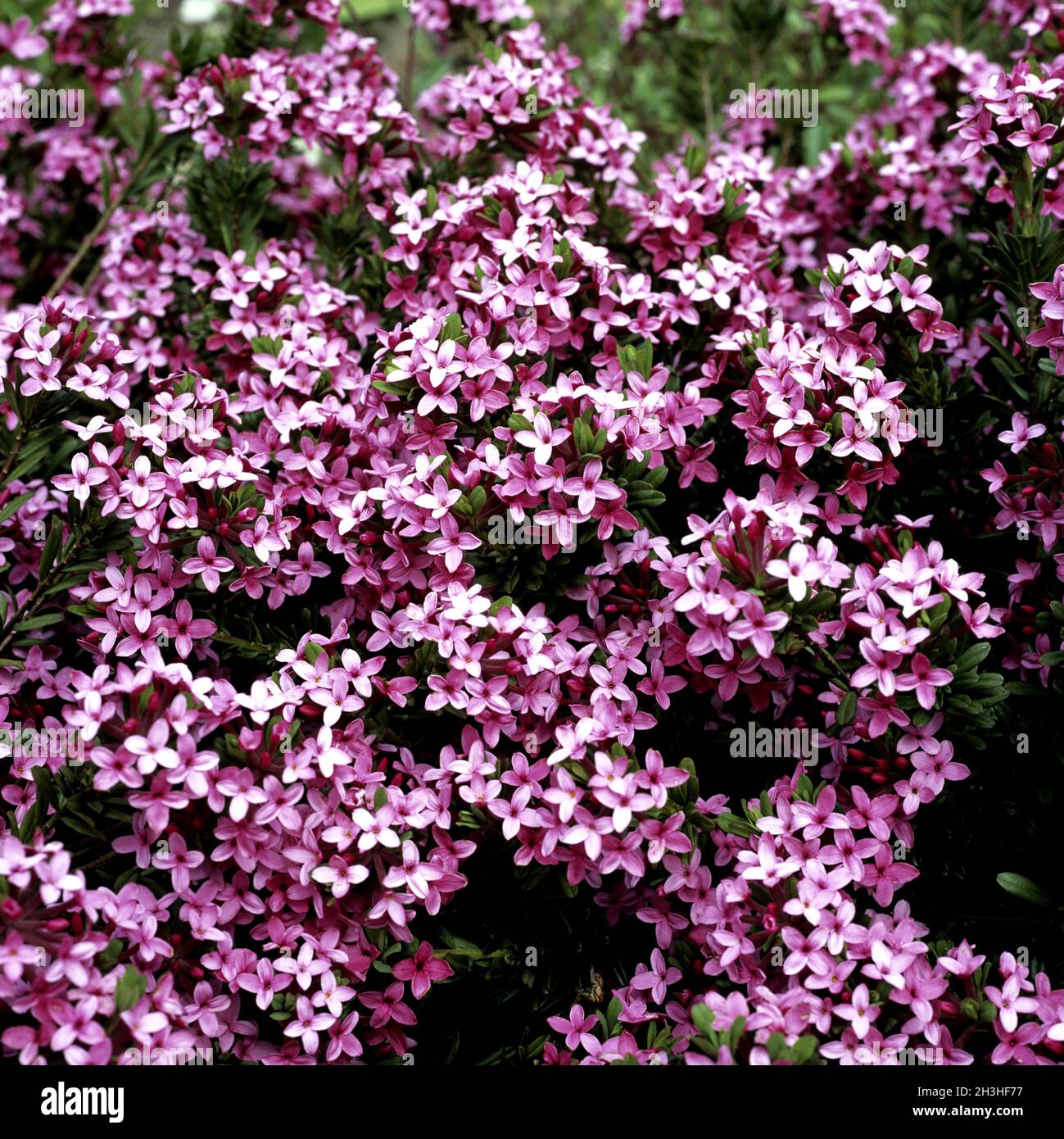 Native daphne hi-res stock photography and images - Alamy