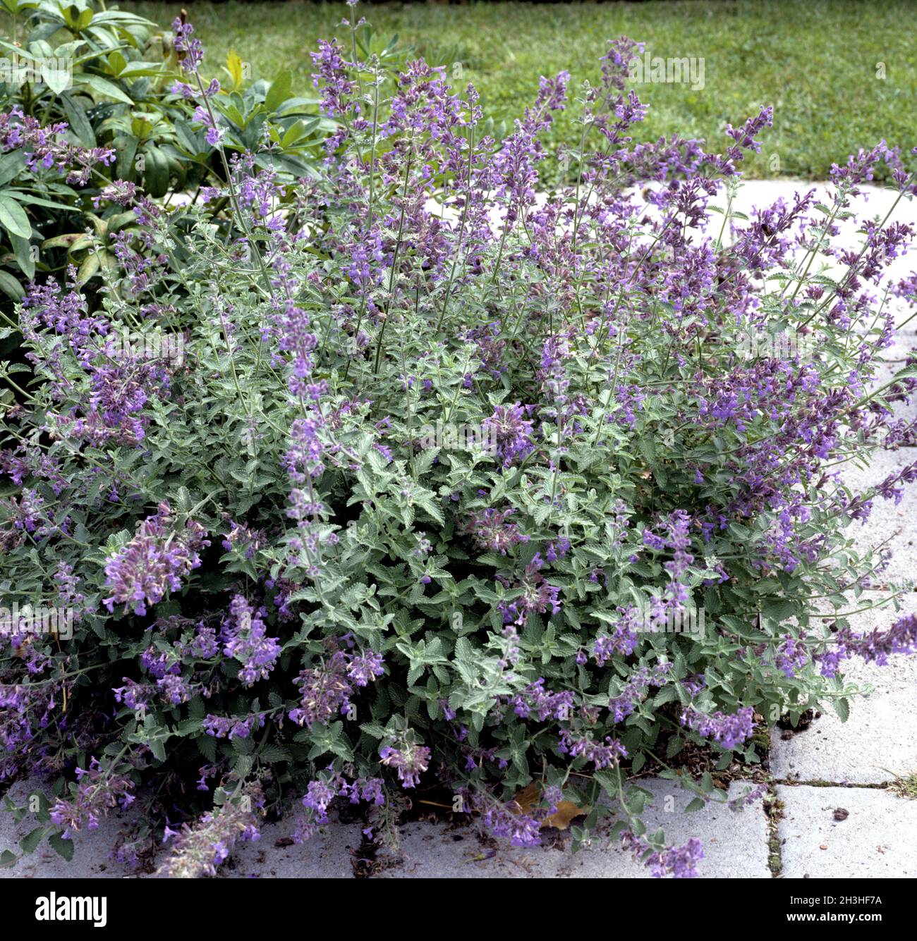 Catmint, Nepeta x faassenii Stock Photo - Alamy