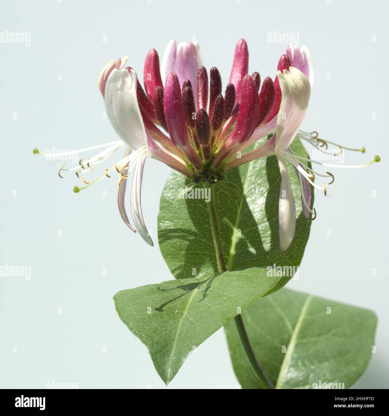 Honeysuckle; Lonicera caprifolium Stock Photo - Alamy