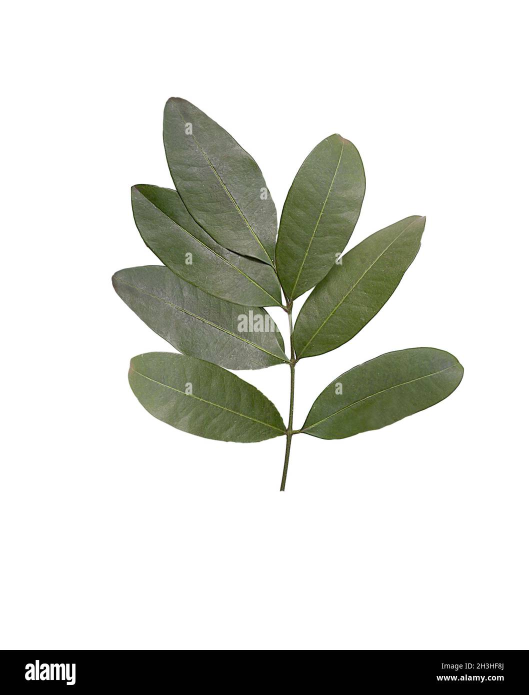 Jaborandi pilocarpus hi-res stock photography and images - Alamy