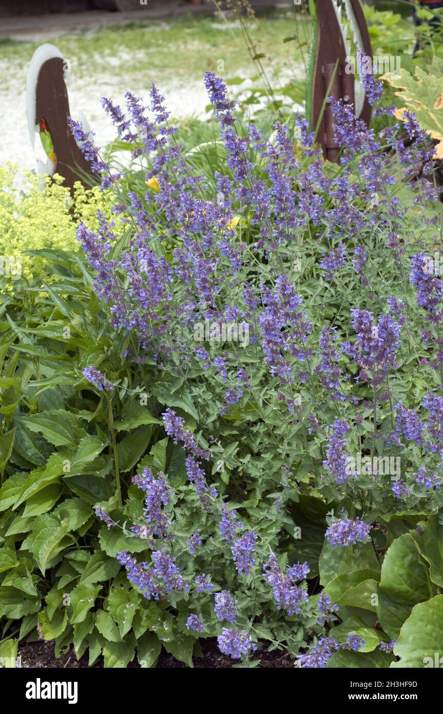 Blue nepeta hi-res stock photography and images - Alamy
