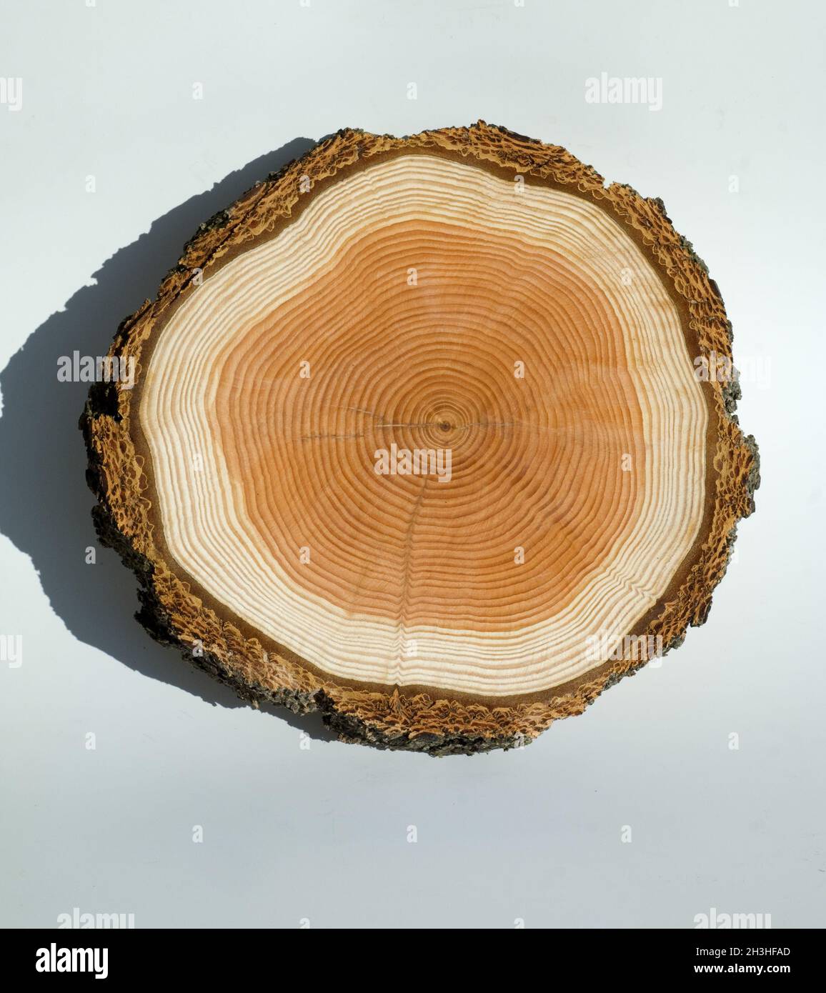 Annual rings, wooden disc Stock Photo - Alamy