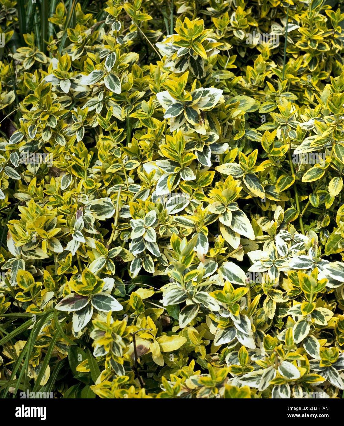 Spindle bush, Euonymus fortunei, Emerald'n Gold Stock Photo - Alamy