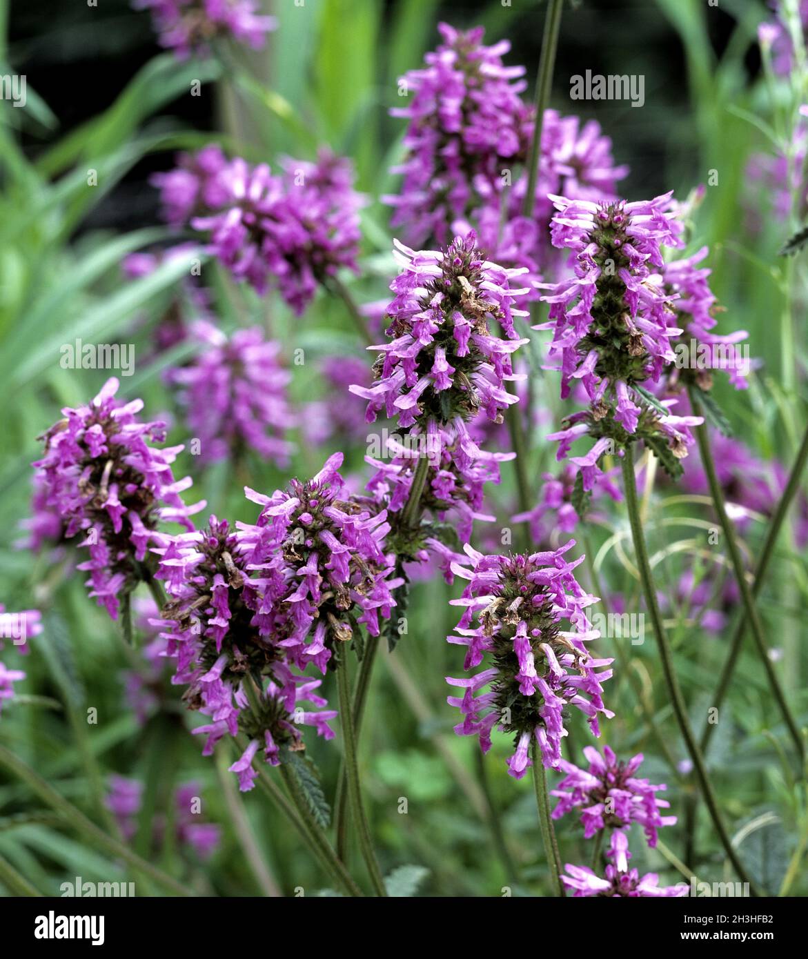 Ciest hi-res stock photography and images - Alamy