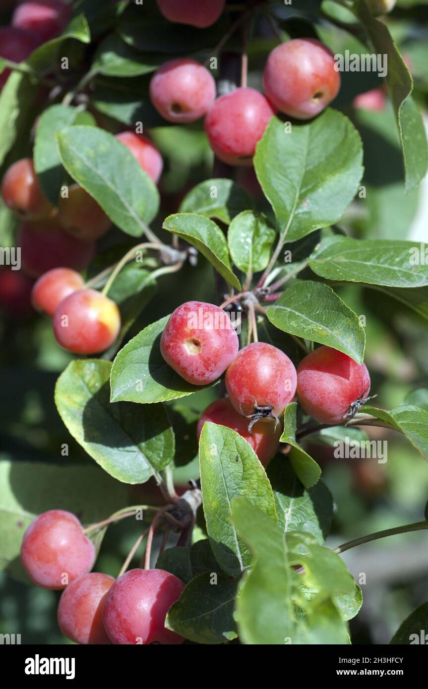 Ornamental park tree hi-res stock photography and images - Alamy
