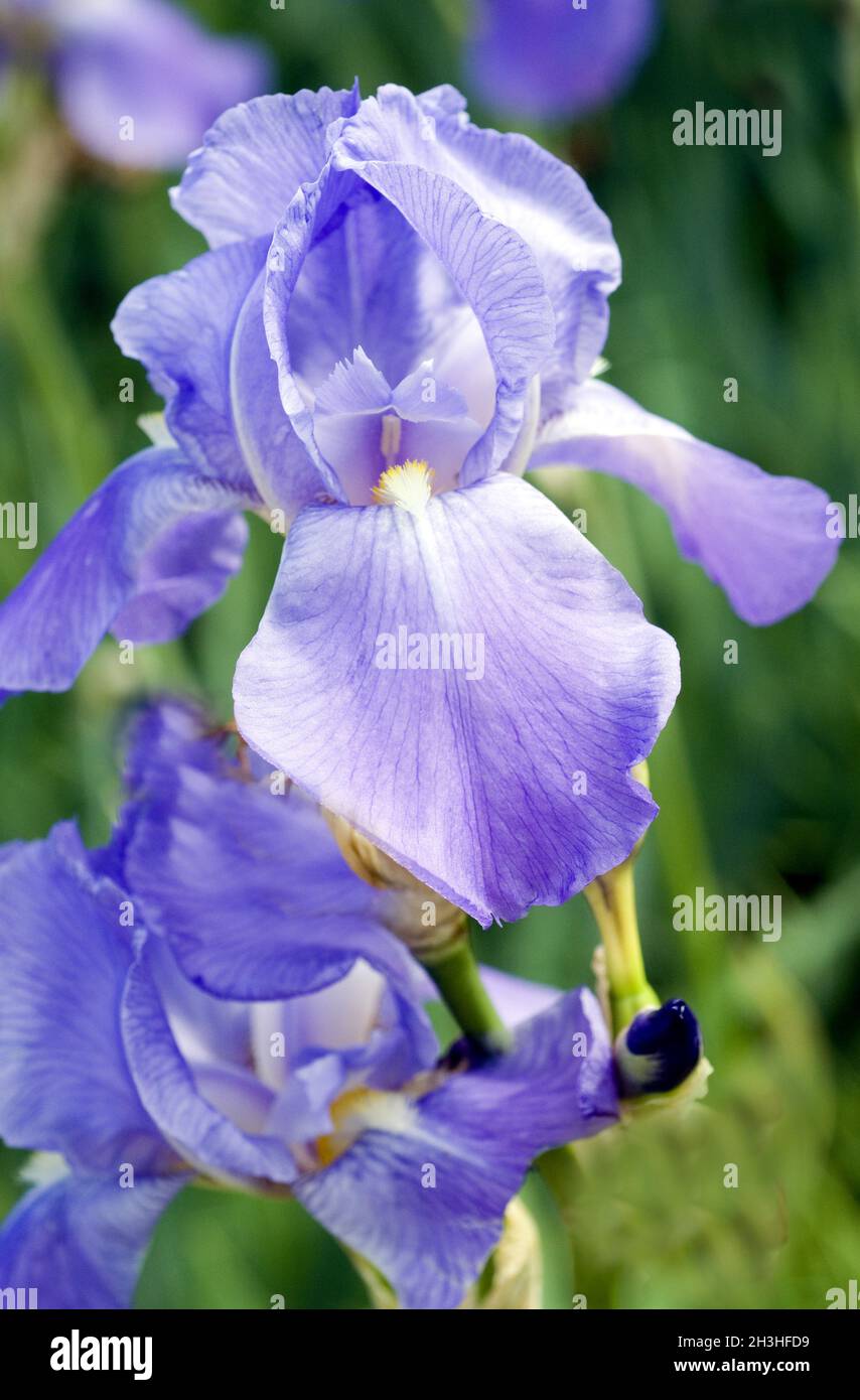 Heimische iris hi-res stock photography and images - Alamy