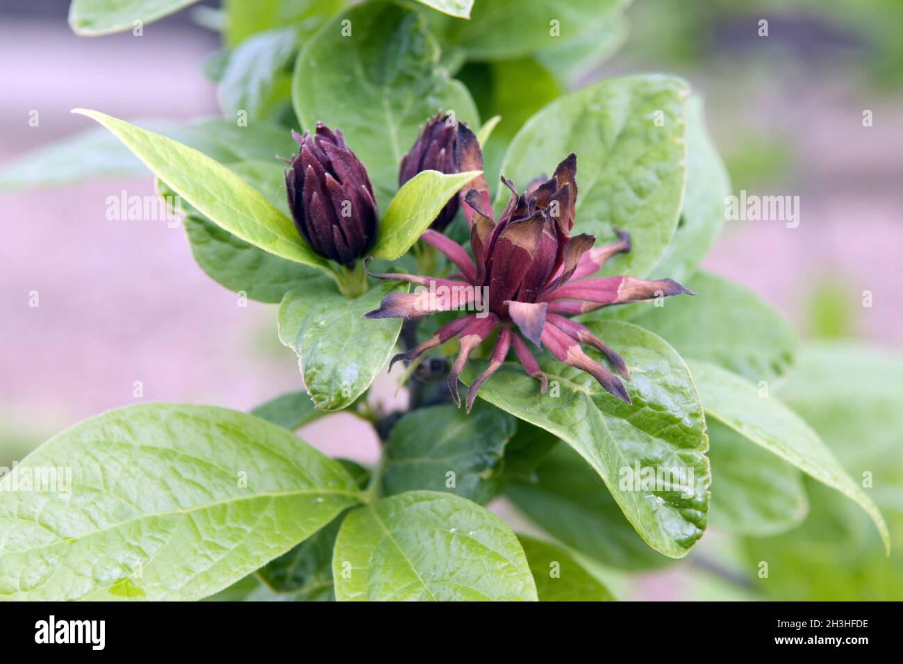Spicebush plant hi-res stock photography and images - Alamy