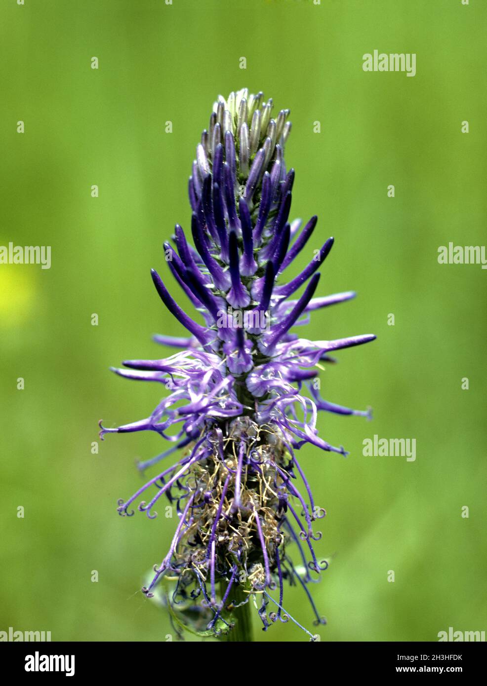 Waldrapunzel hi-res stock photography and images - Alamy