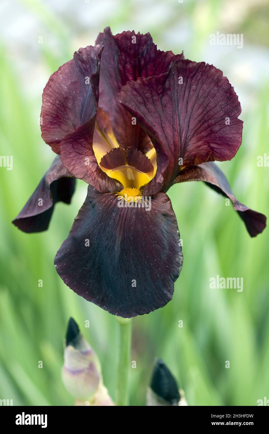 German medicinal plants hi-res stock photography and images - Alamy