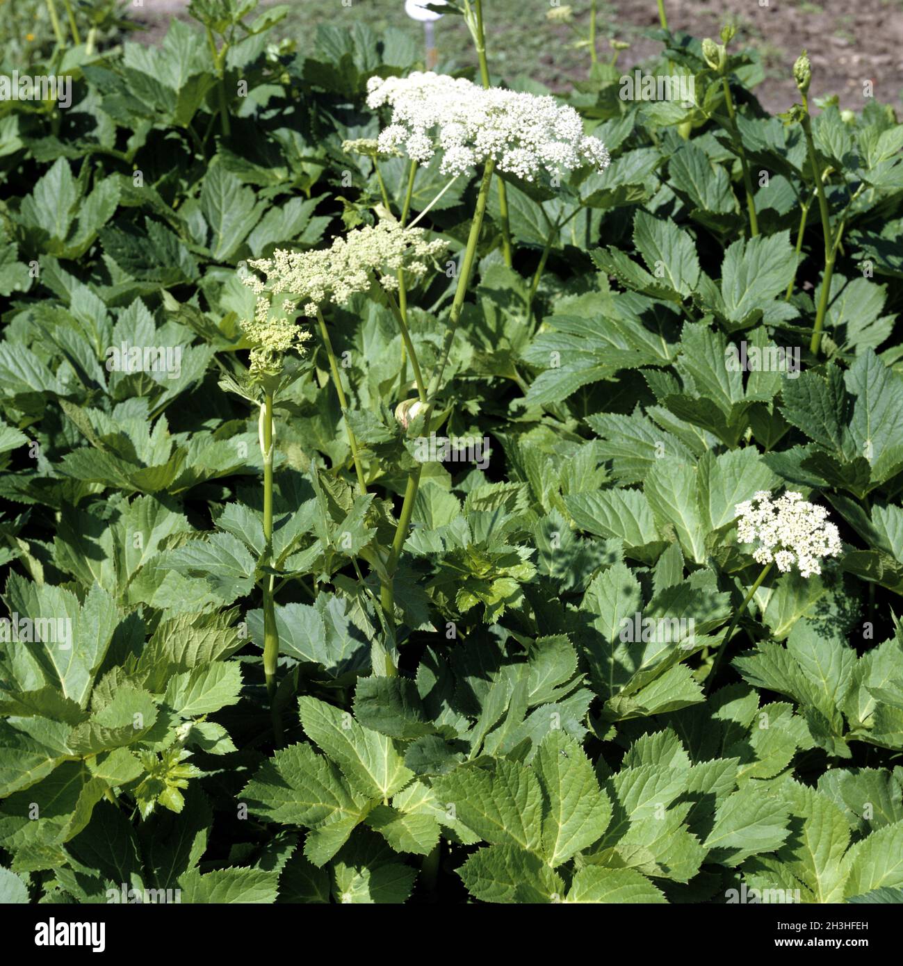 Masterwort peucedanum ostruthium imperatoria ostruthium hi-res stock ...