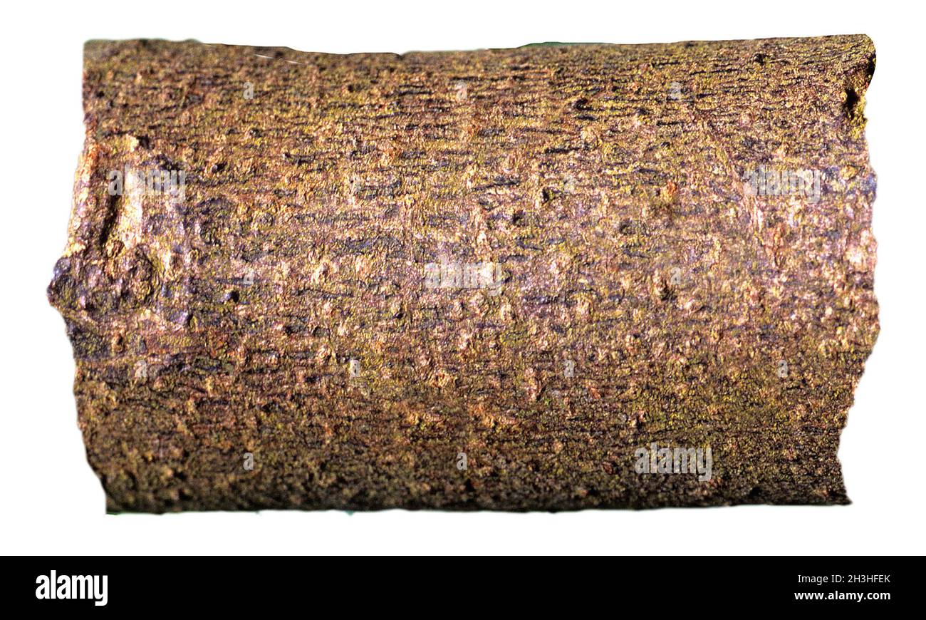 Cinchona tree hi-res stock photography and images - Alamy