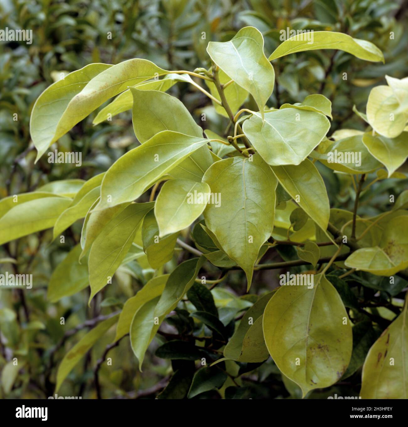 Camphor medicinal plant hi-res stock photography and images - Alamy