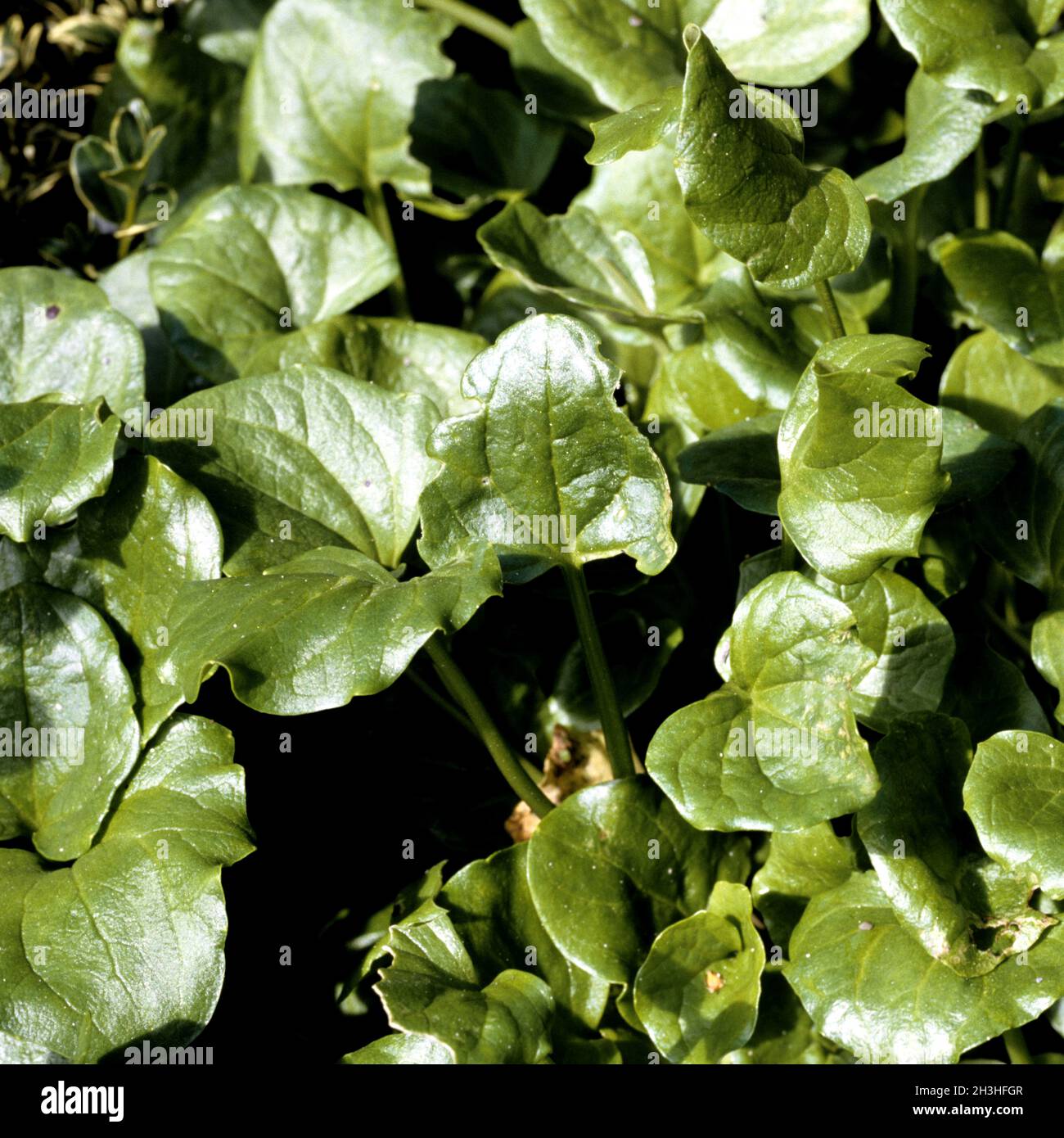 Remedies homoeopathiepflanze hi-res stock photography and images - Alamy