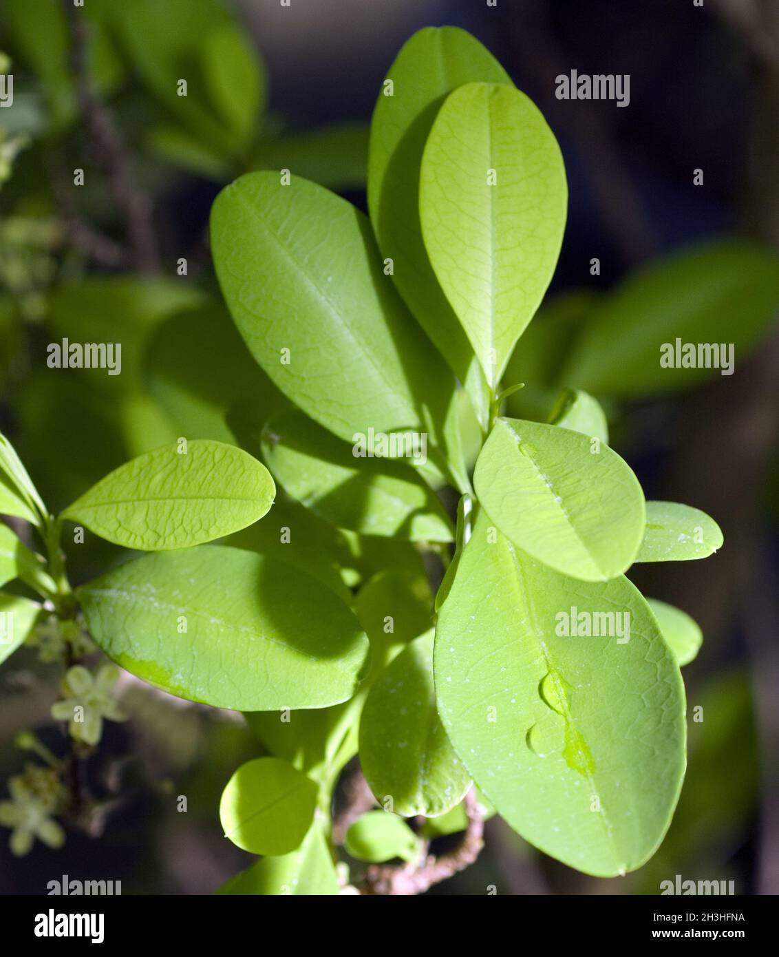 Coca shrub hi-res stock photography and images - Alamy