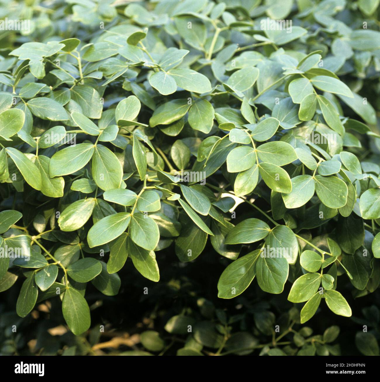 Pockwood tree hi-res stock photography and images - Alamy