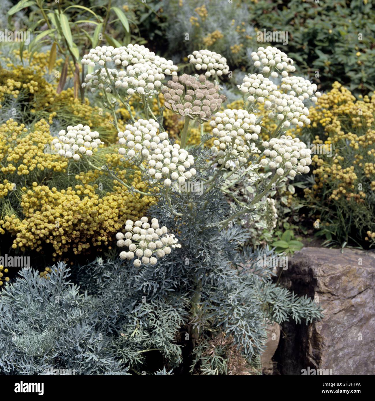 Bergfenchel; Sesele montanum Stock Photo - Alamy