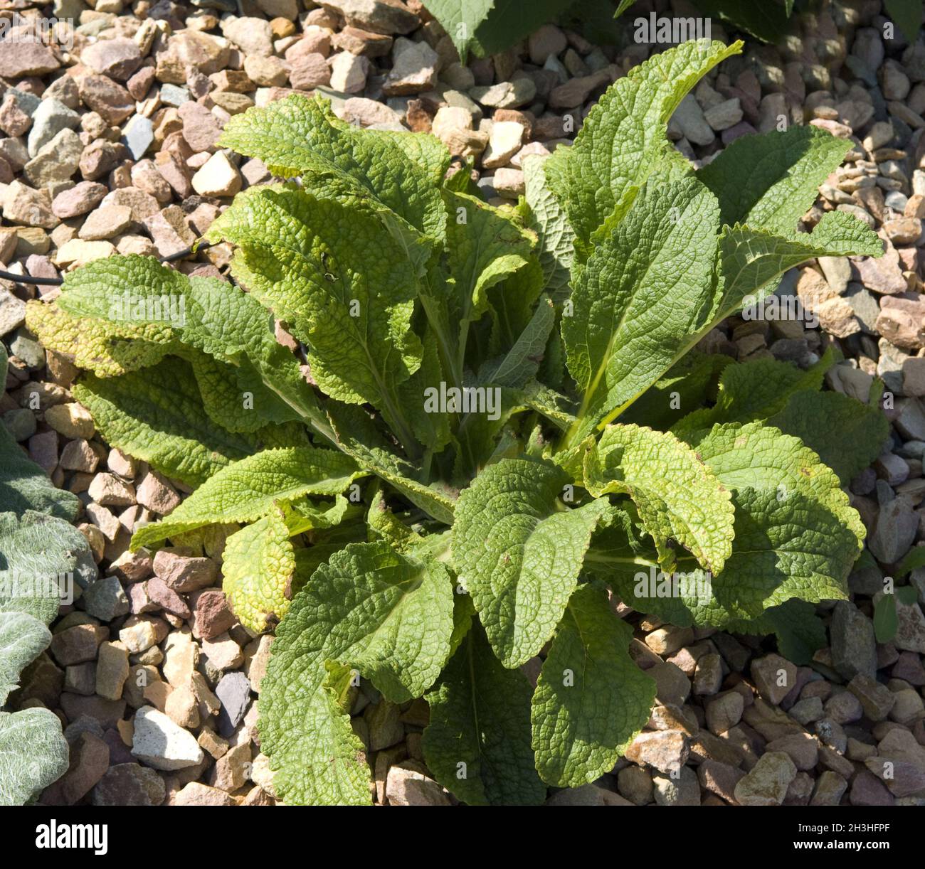 Salbei tea hi-res stock photography and images - Alamy