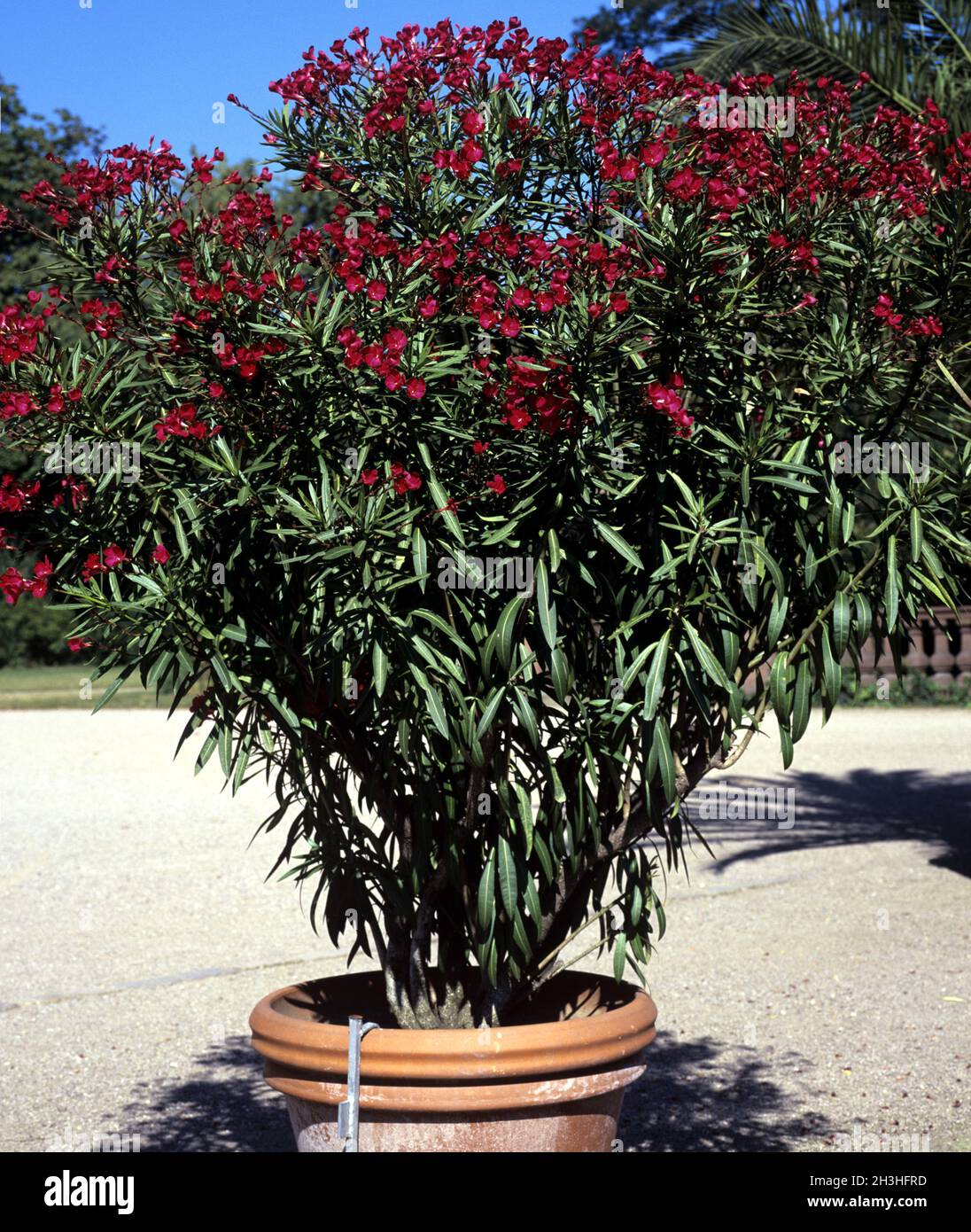 Oleander forest hi-res stock photography and images - Alamy