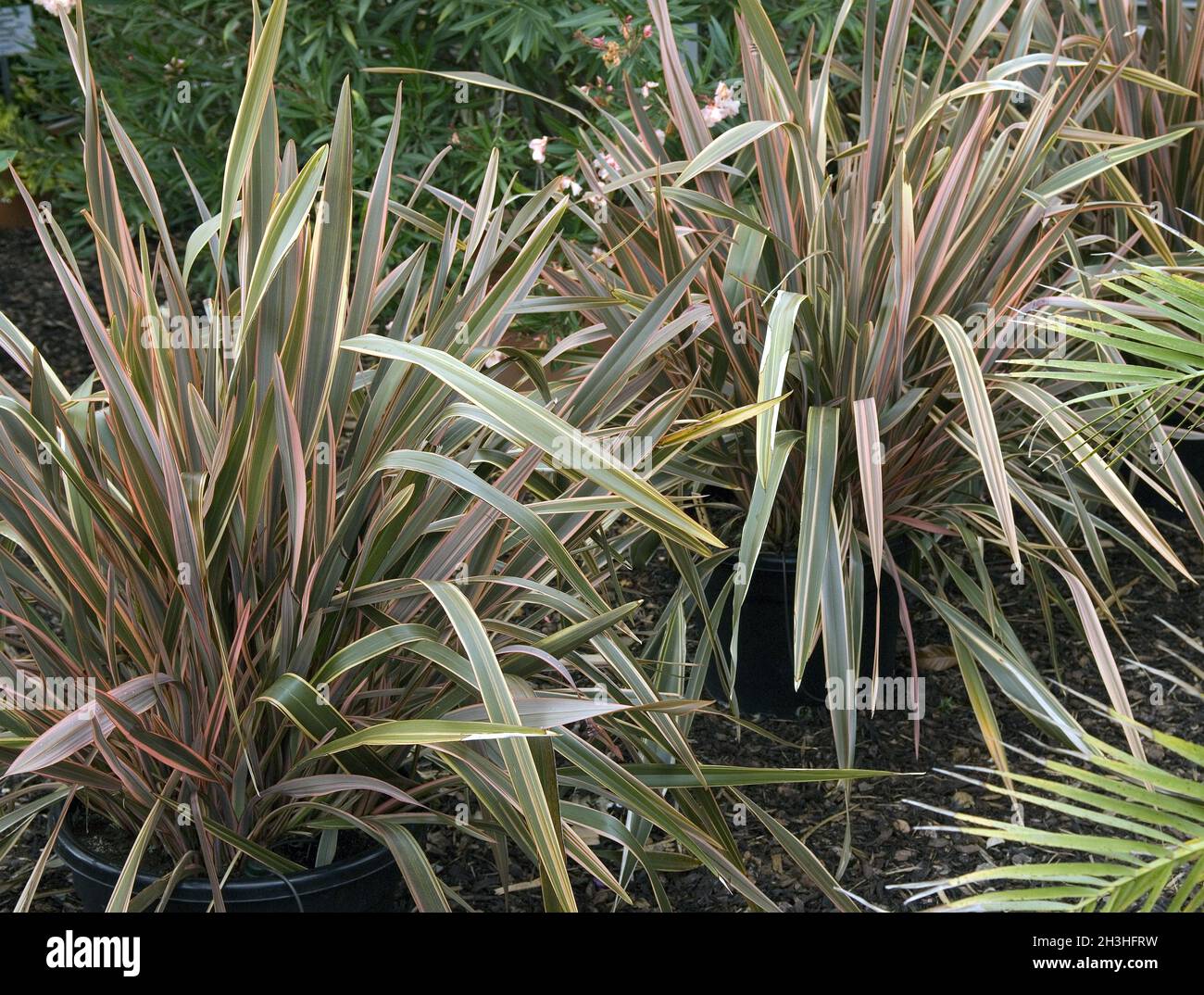 New Zealand Flax Stock Photo - Alamy