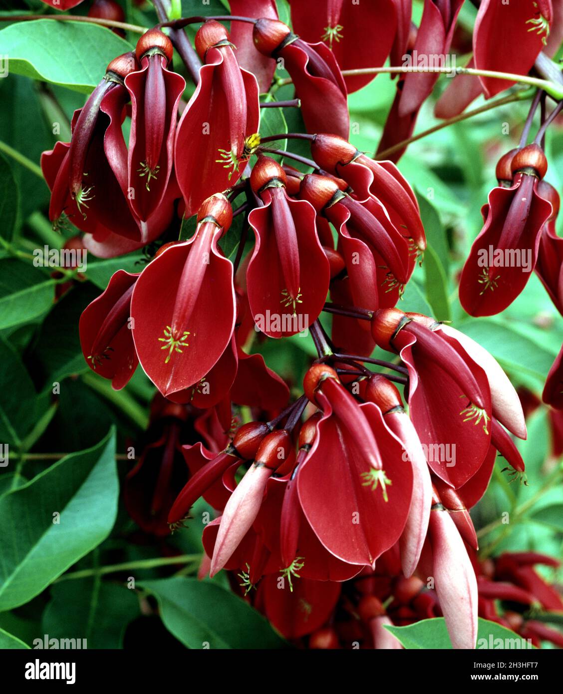 Coral terrace hi-res stock photography and images - Alamy