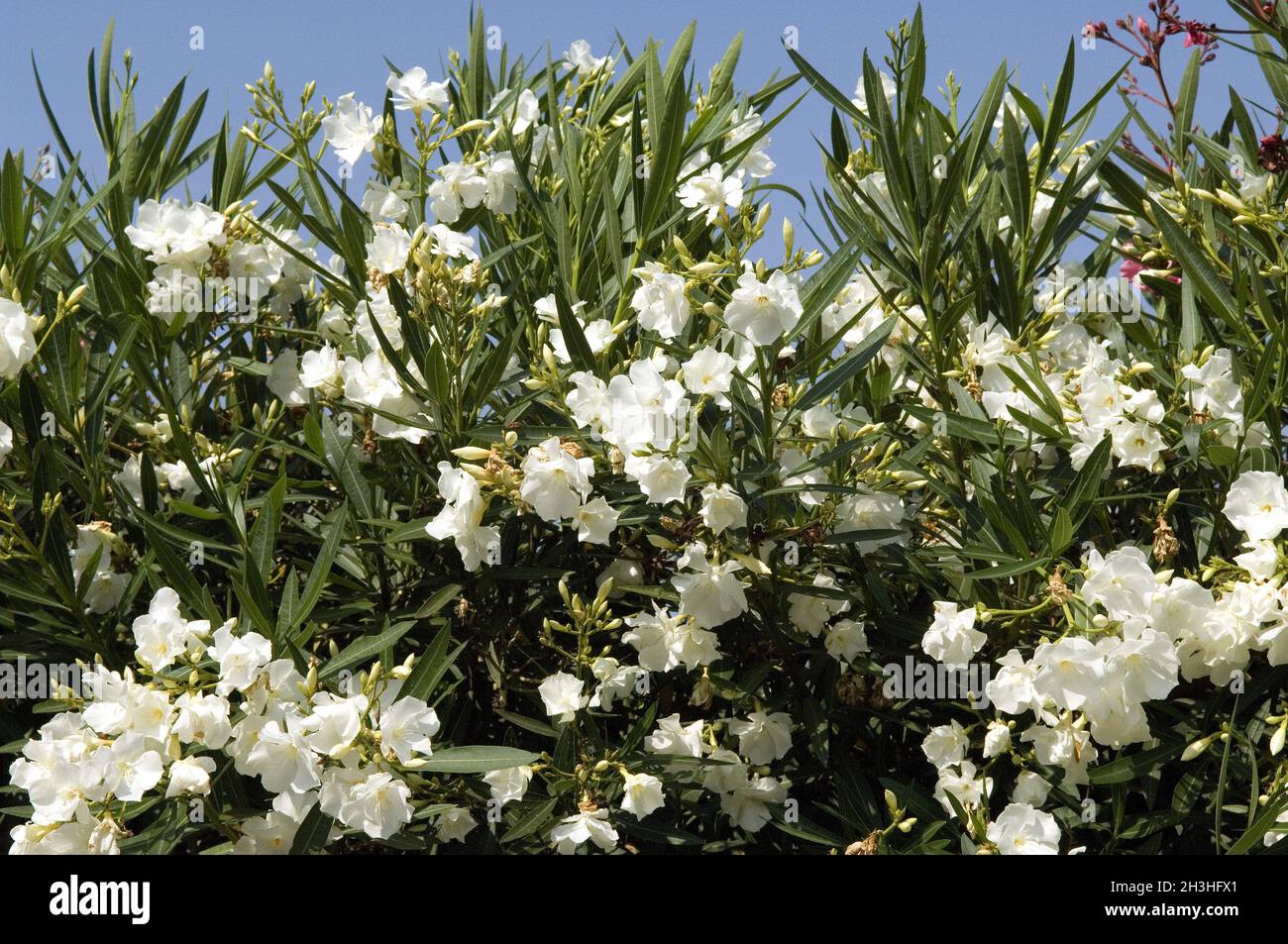 Nerium oleander hedge hi-res stock photography and images - Alamy