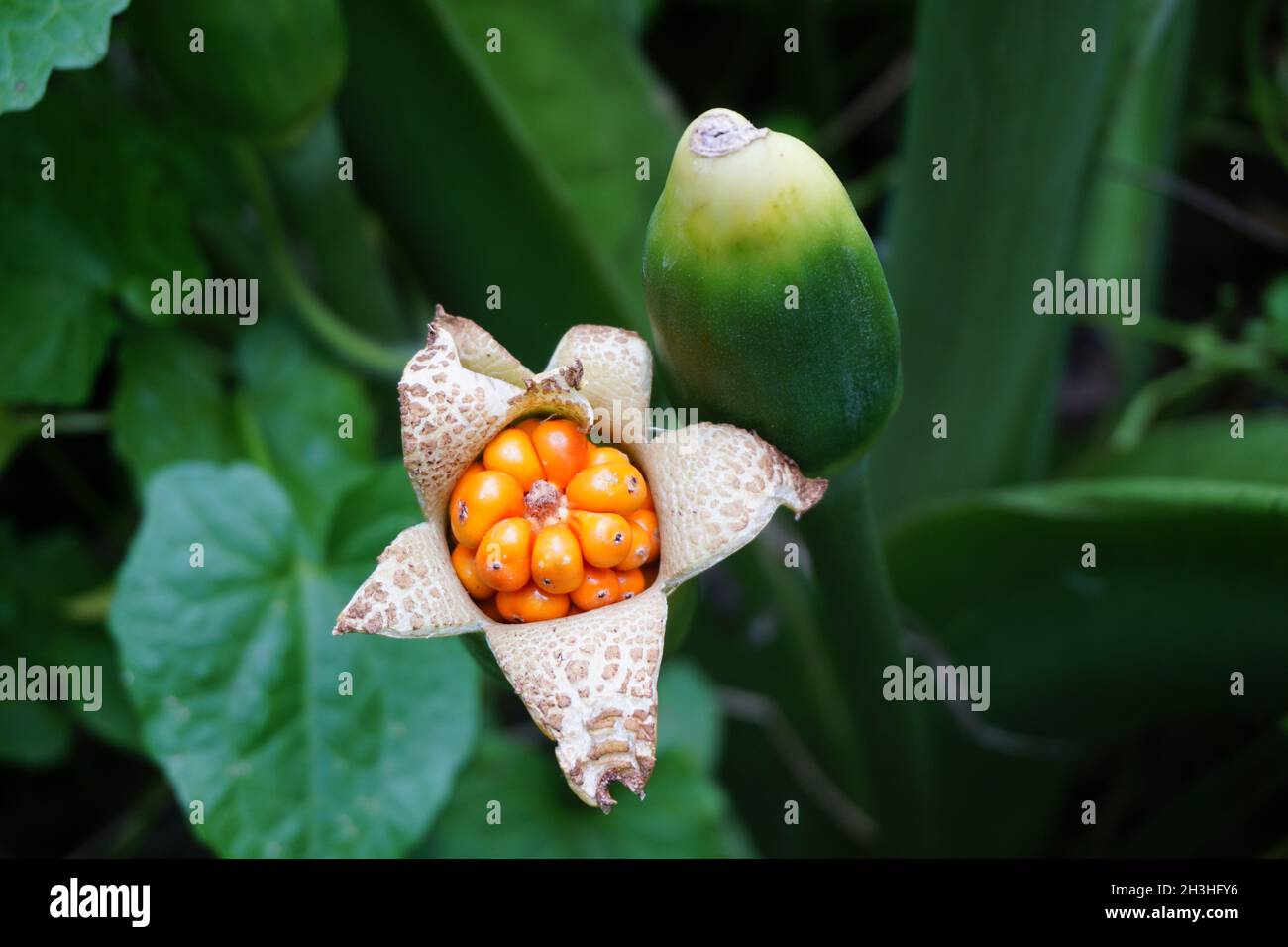 Taro flower (Colocasia esculenta, gothe) with natural background ...
