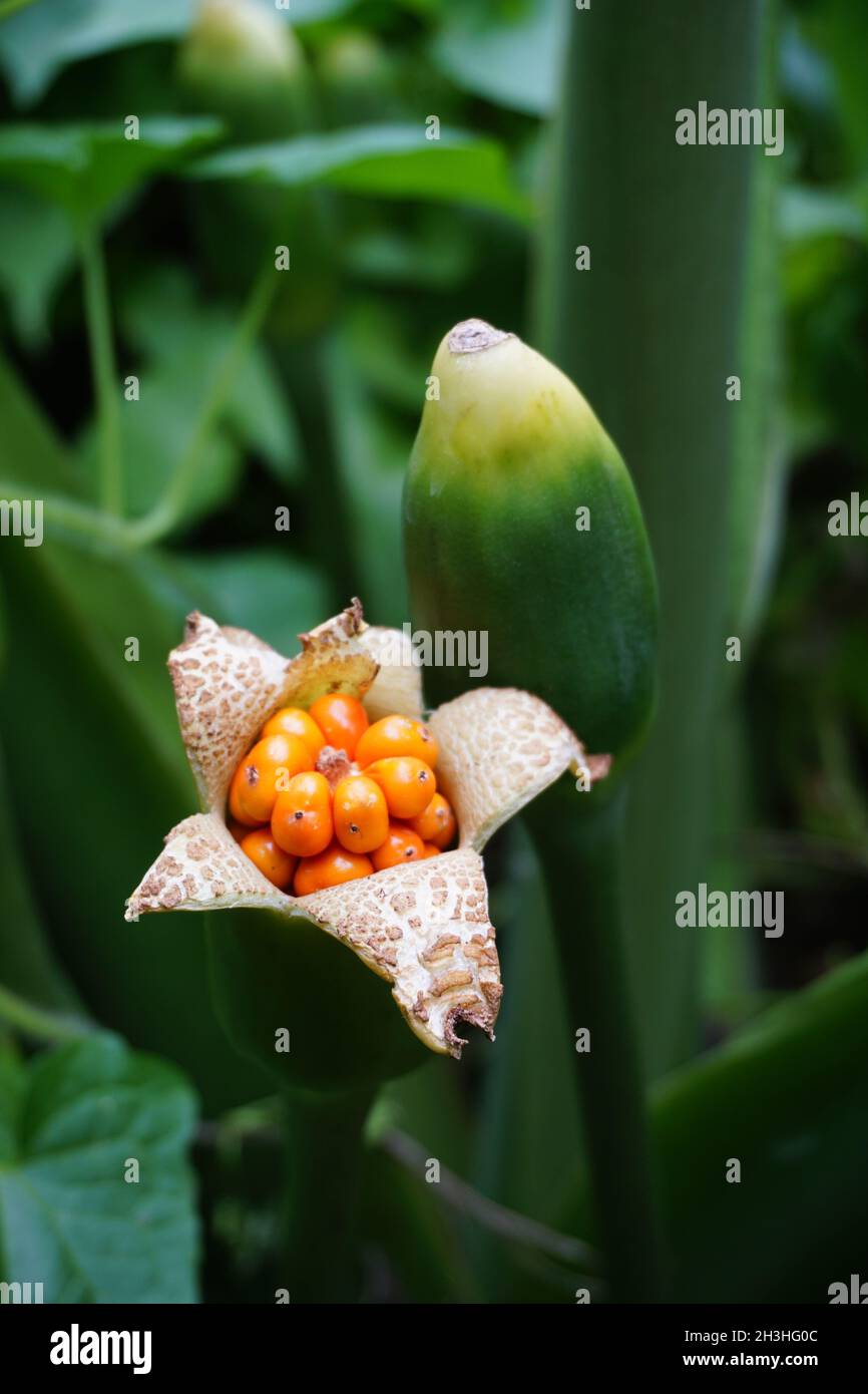 Taro flower (Colocasia esculenta, gothe) with natural background ...