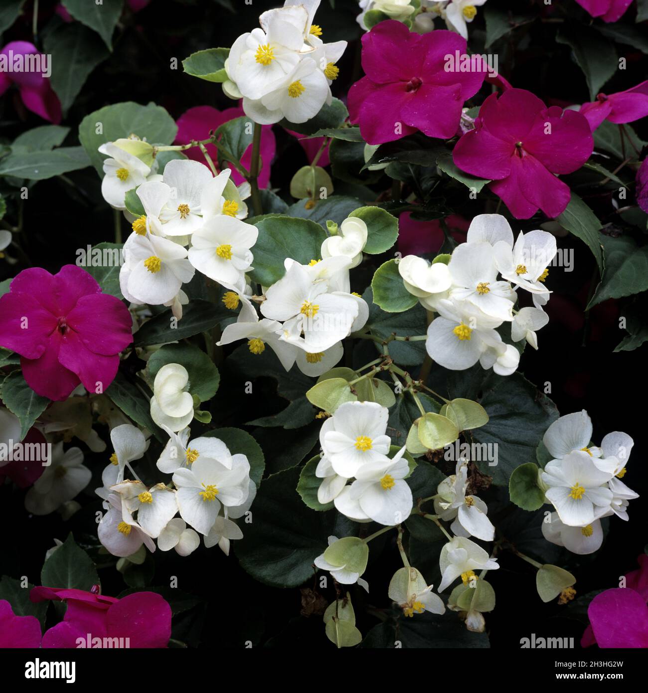 White Begonia Semperflorens High Resolution Stock Photography and ...